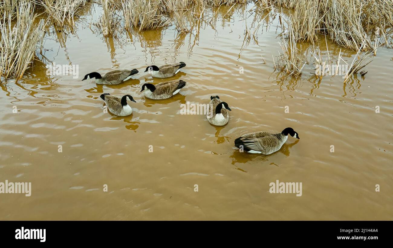 This pond was frozen and now spring approaches with the geese swimming ...