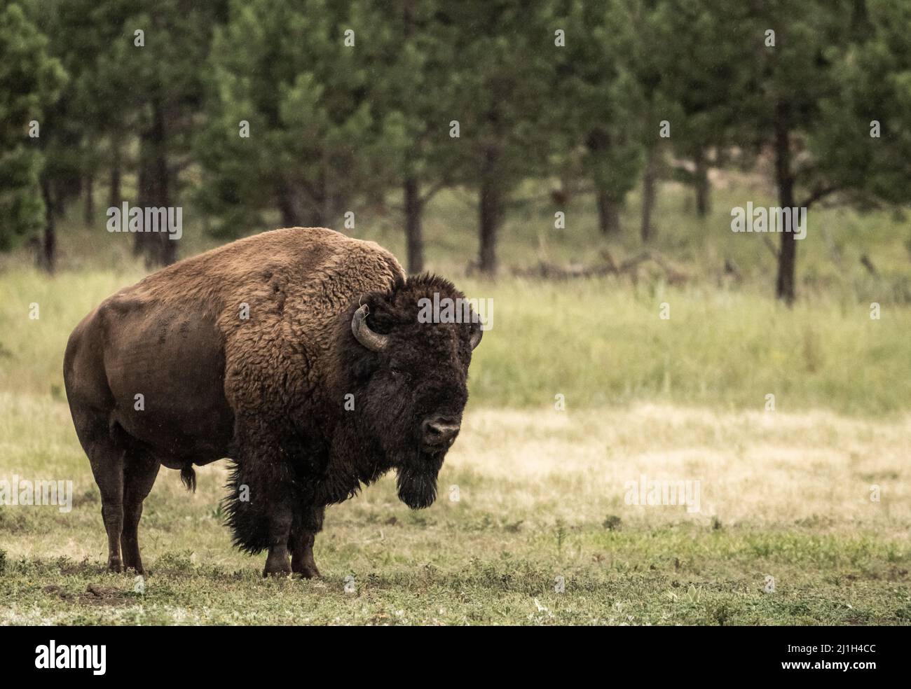 Wind cave national park forest hi-res stock photography and images - Alamy