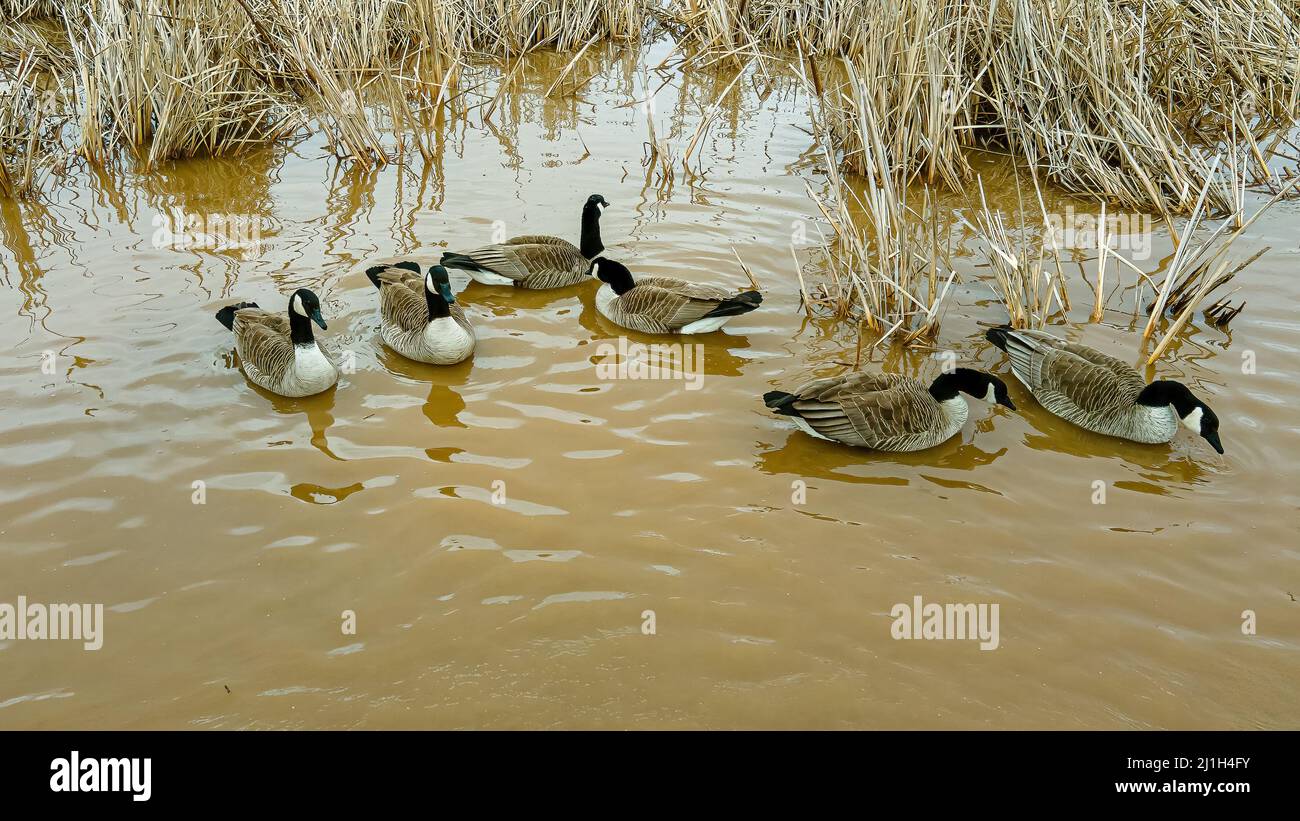 This pond was frozen and now spring approaches with the geese swimming ...