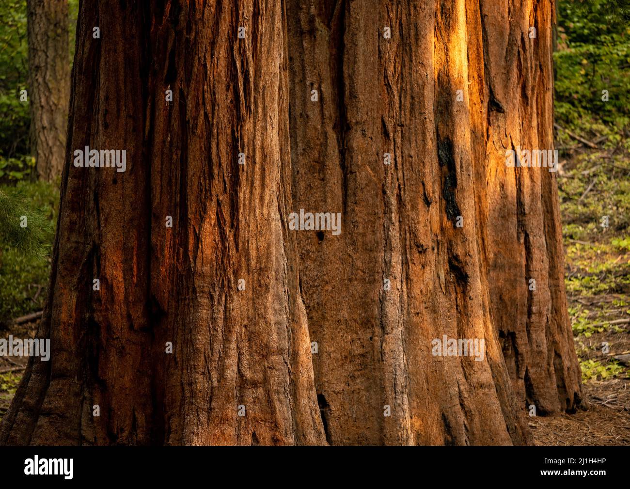 Line of Giant Sequoia Tree Bases In A Row in a grove in Yosemite ...