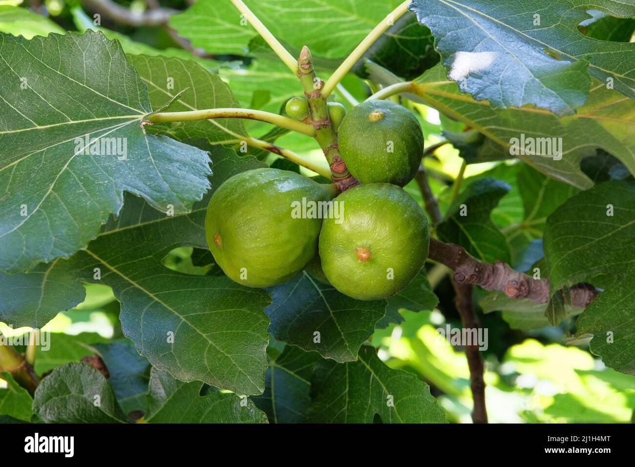 Figs in farming and harvesting. Growing fruits at garden in spring ...