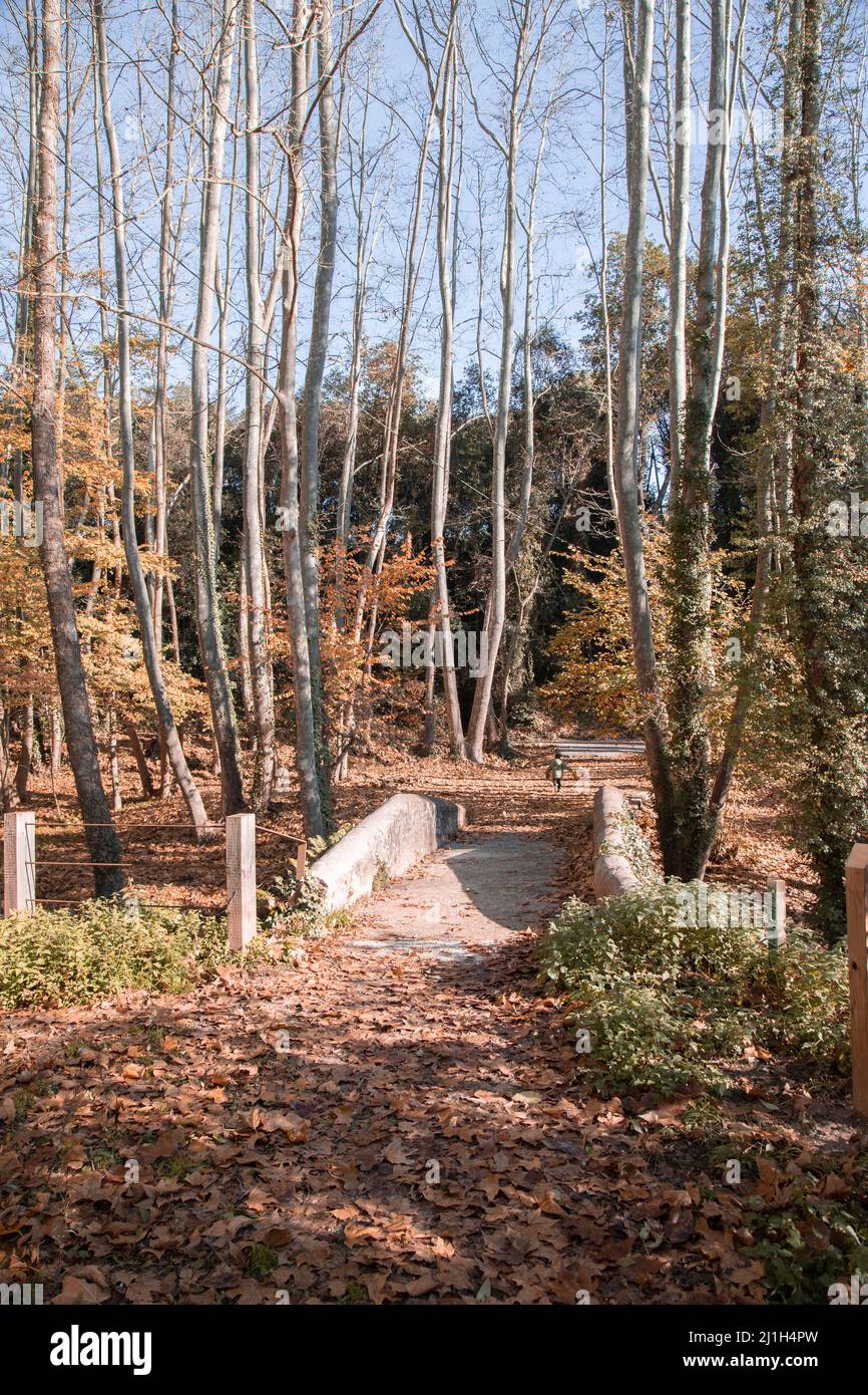 A kid walking among some trees in a forest in autumn in Gualba town in ...