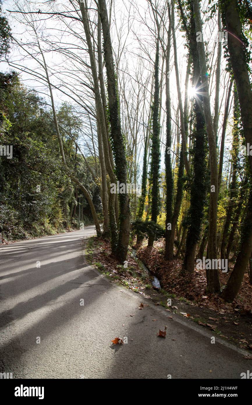 A curve of a road surrounded by trees in a forest in Gualba town in ...