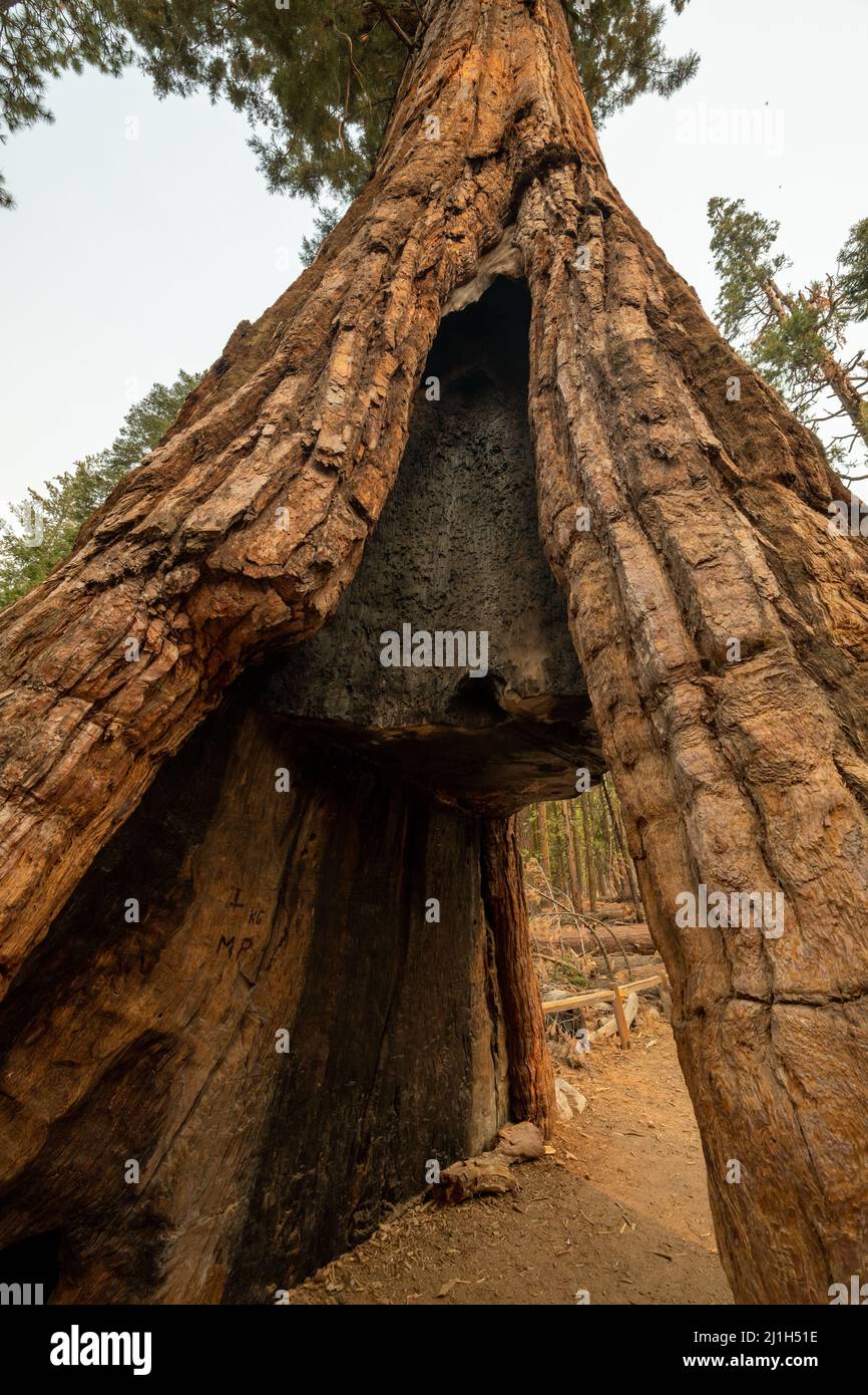 Looking Up From The Mariposa Grove Tunnel Tree Its Entrance Stock Photo ...