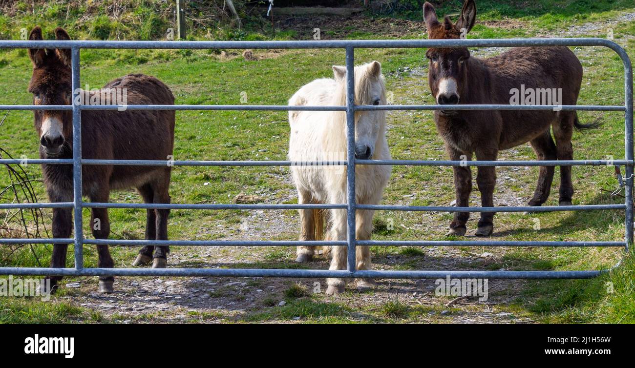 Donkeys and white pony looking through farm gate Stock Photo - Alamy