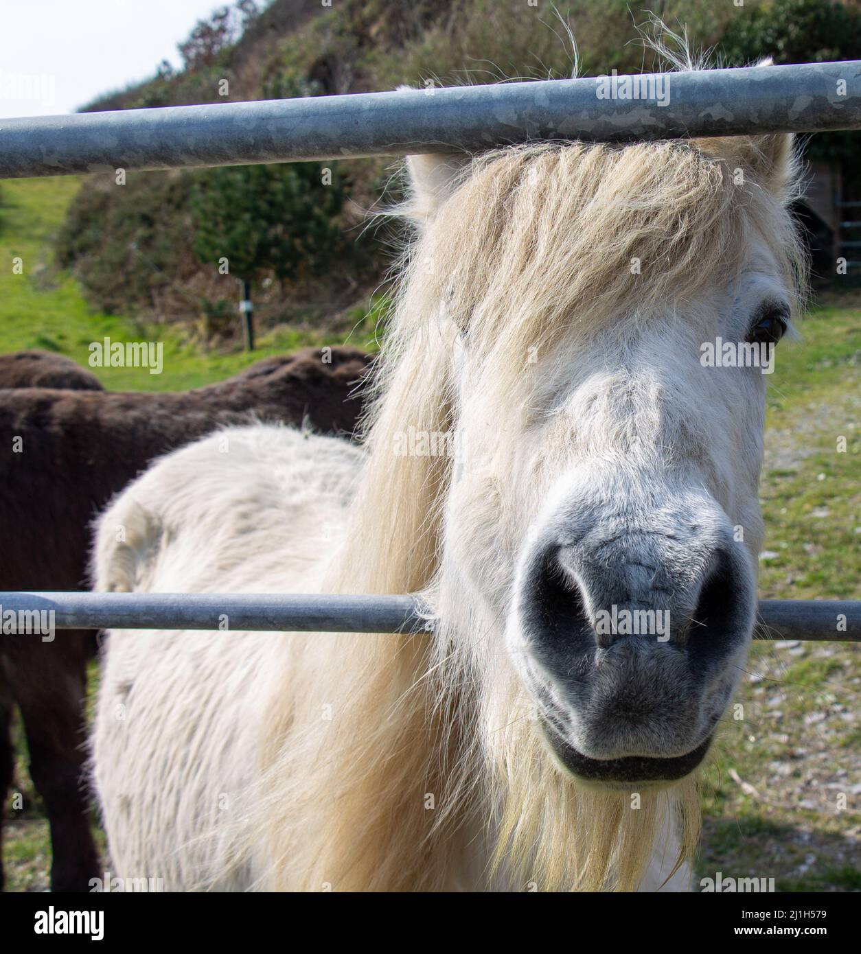 Close up white pony horse hi-res stock photography and images - Alamy