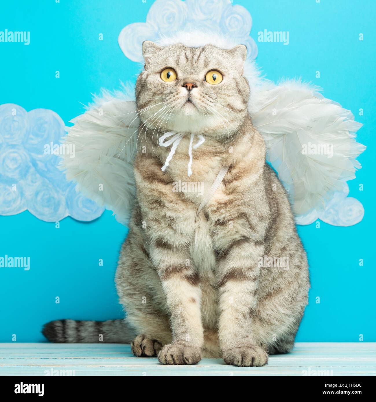 British cat angel on a blue background. Cute pet Stock Photo - Alamy