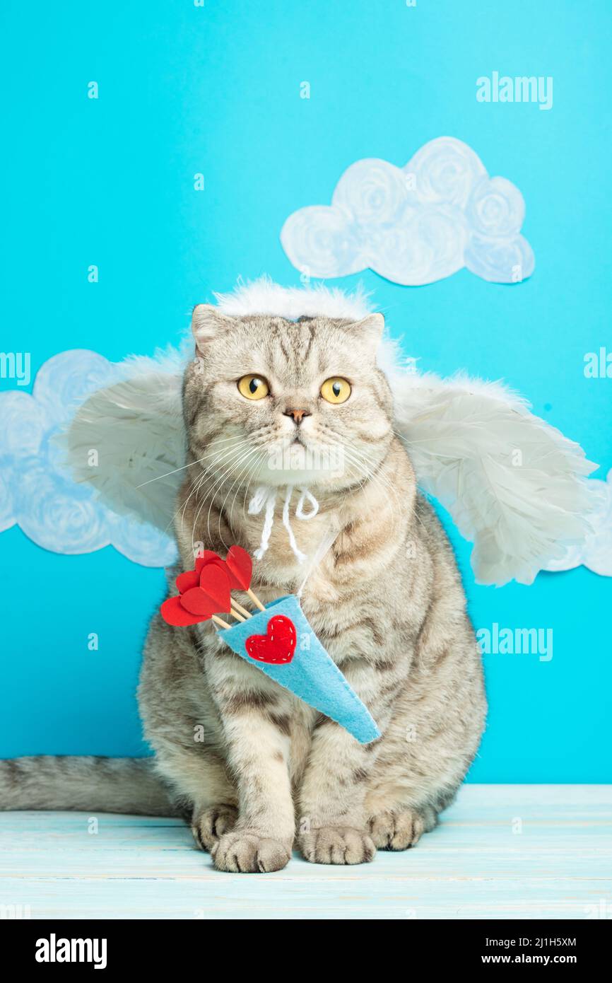 Valentine's Day, gray British cat Cupid, angel, cute pet Stock Photo ...