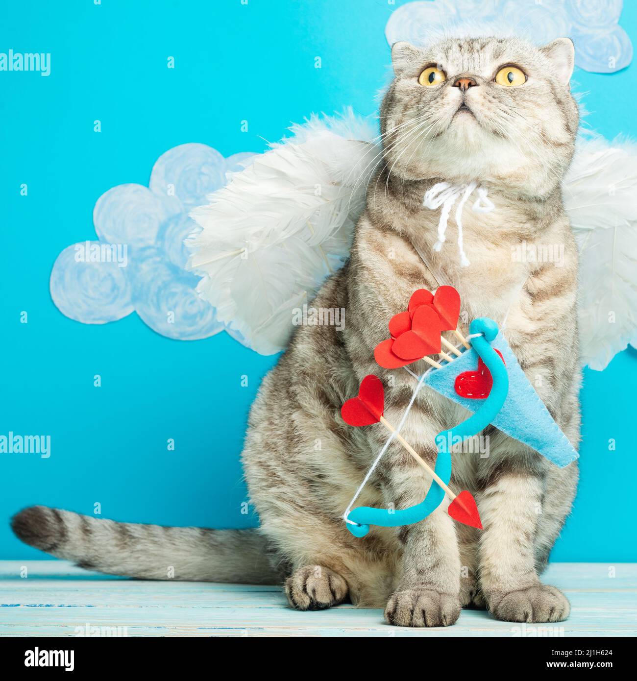 Valentine's Day, gray British cat Cupid, angel, cute pet Stock Photo ...