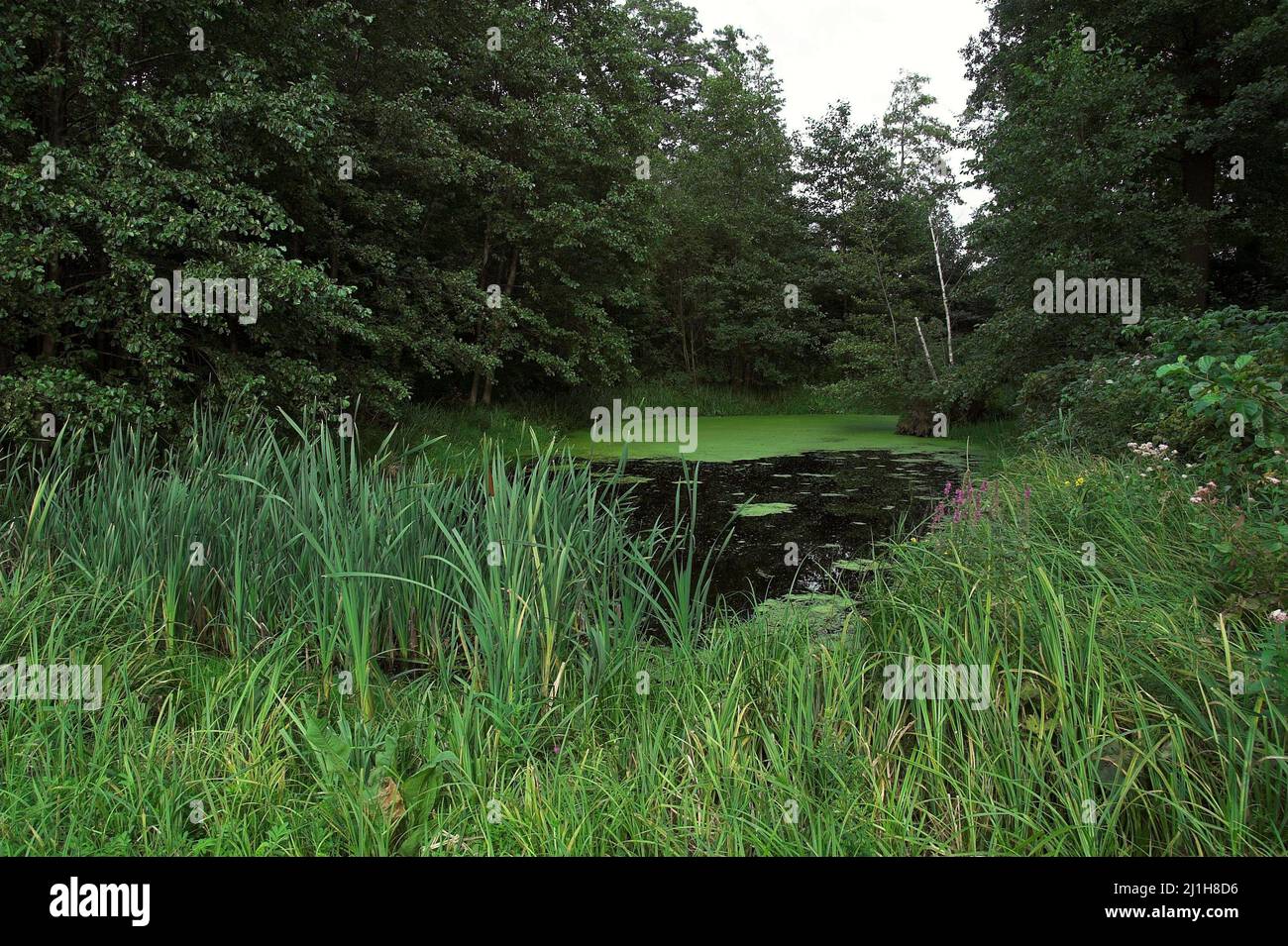 Wytyczno, Polesie, Polesia, Polesien, Poleski Park Narodowy, Polska ...