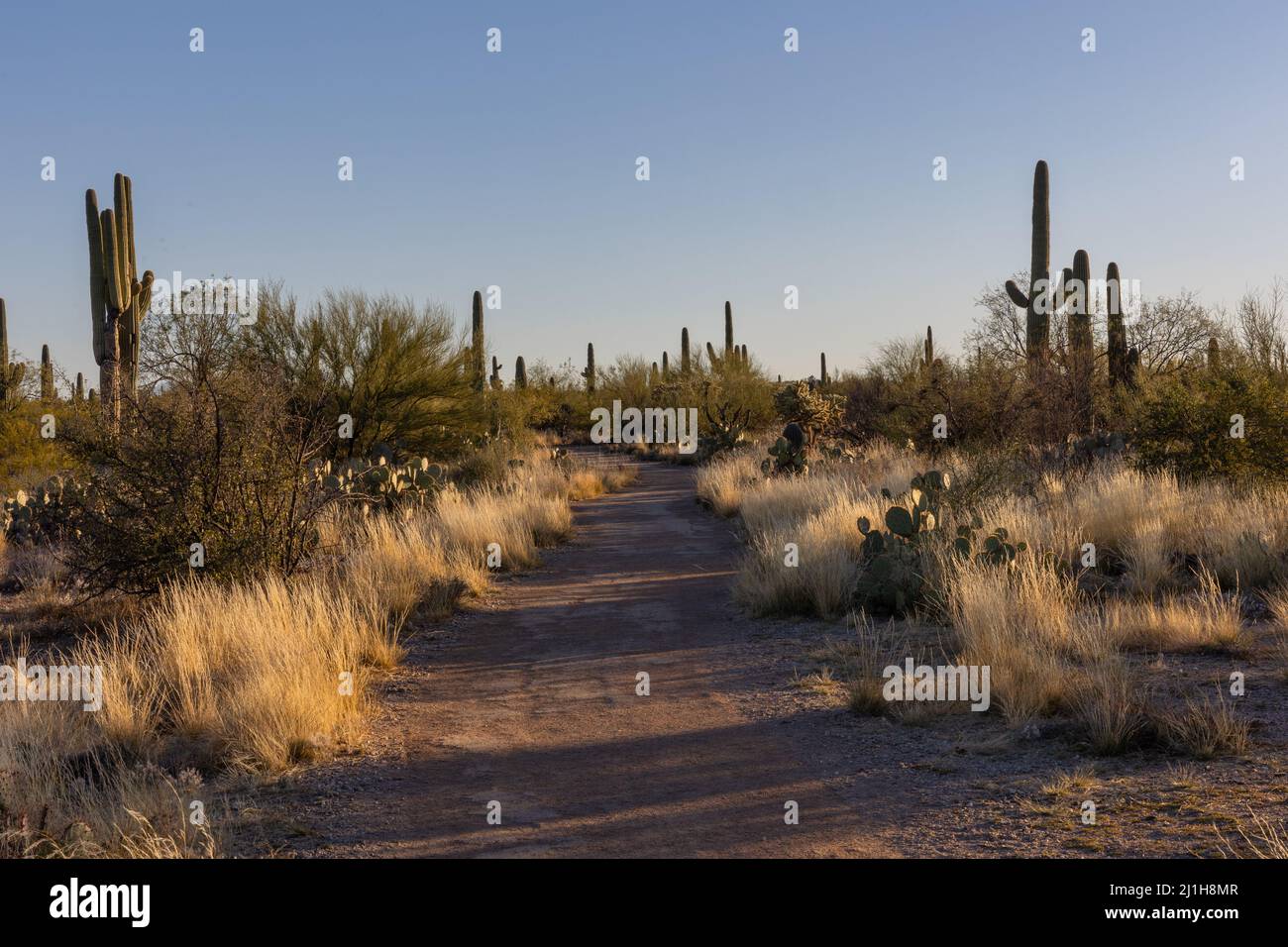 Walk through desert cactus hi-res stock photography and images - Alamy