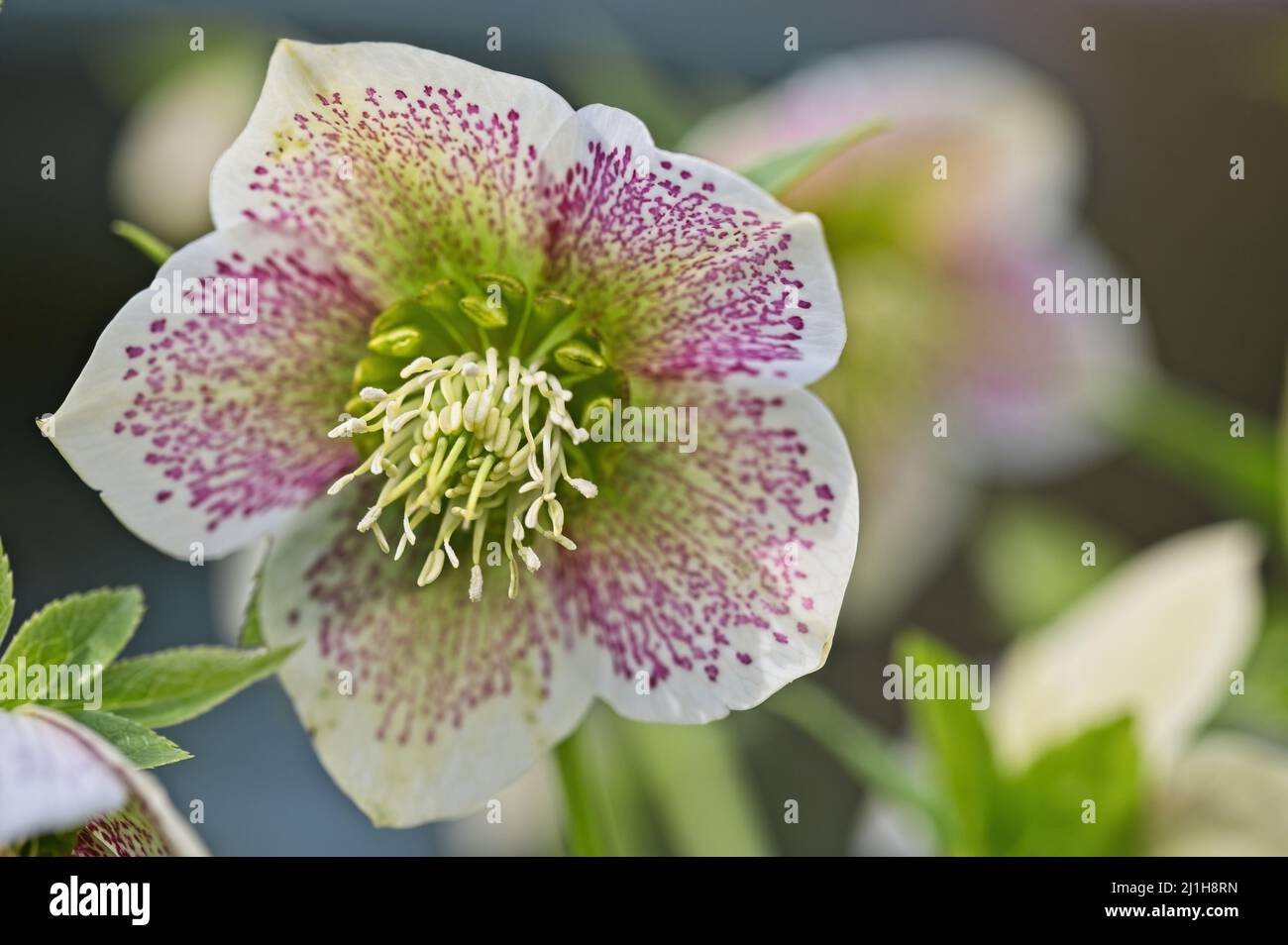 Hellebore (helleborus) plant/flower Stock Photo - Alamy