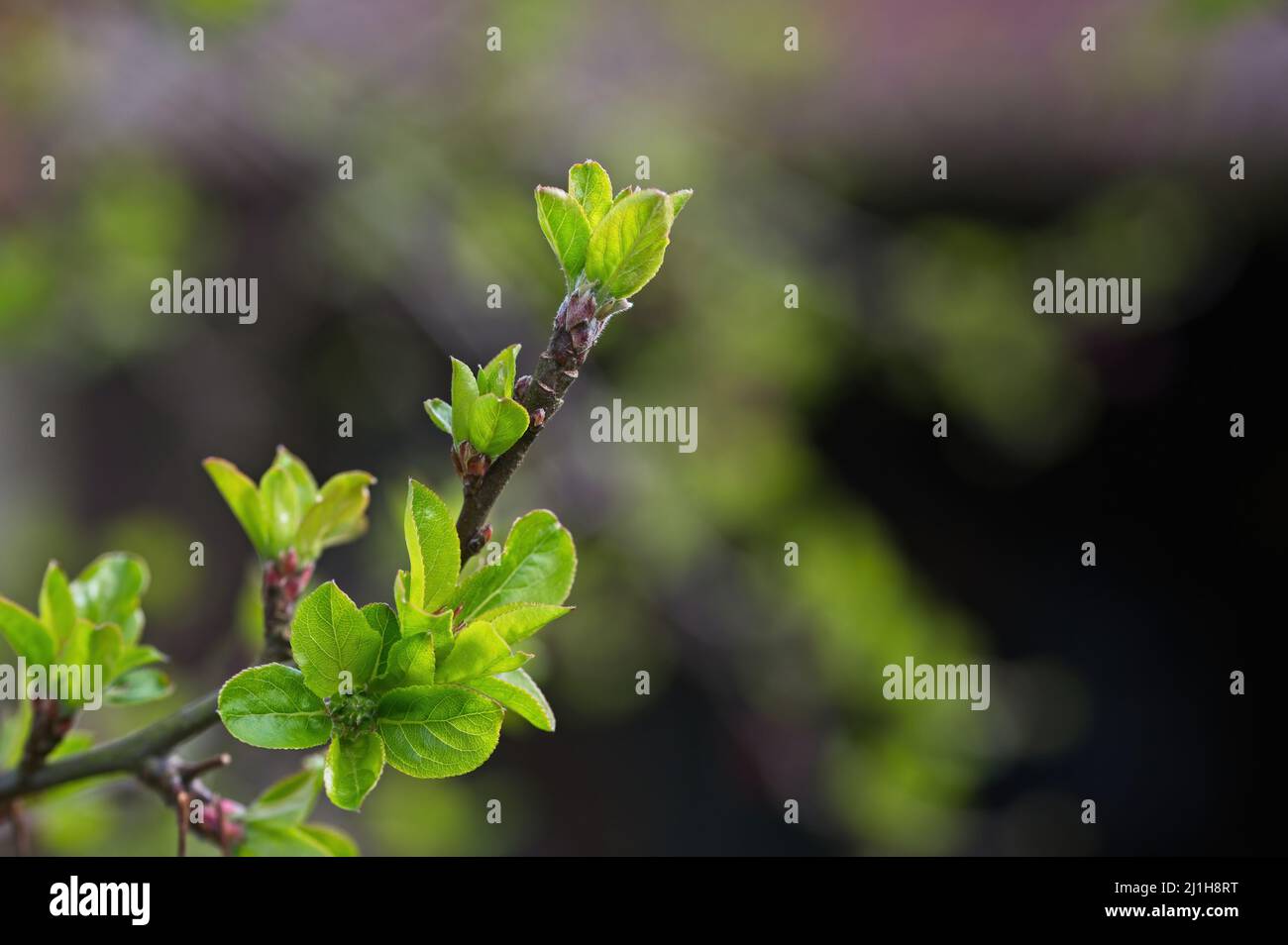 New buds / growth on tree branch Stock Photo - Alamy