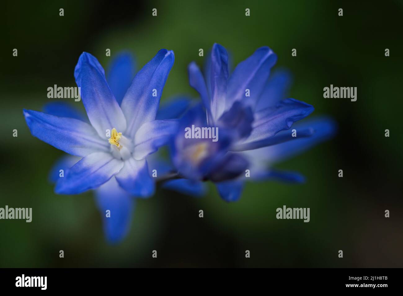 Flower with pointed petals hi-res stock photography and images - Alamy