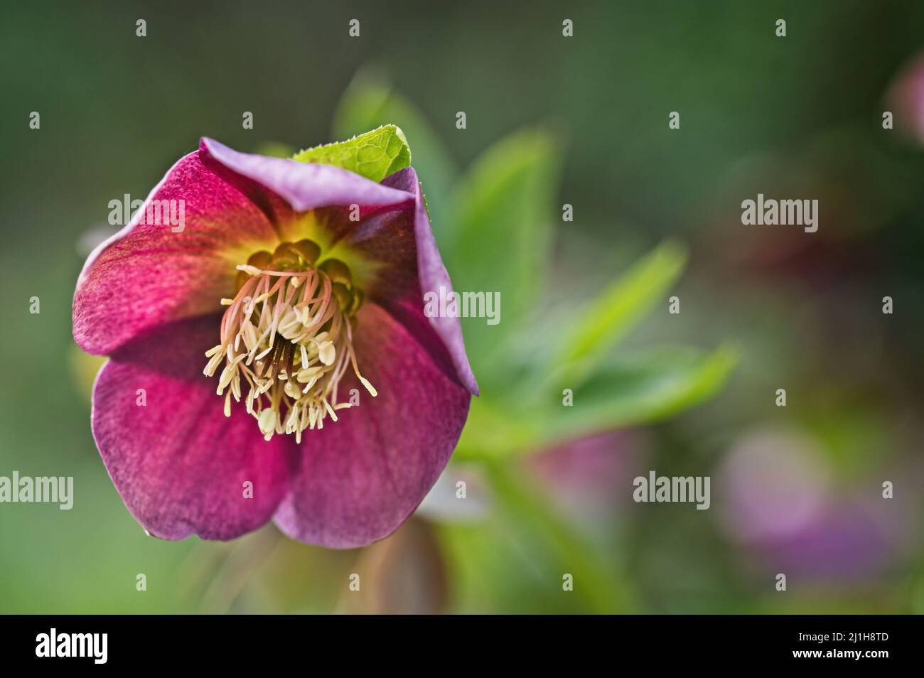 Close up hellebore flower hi-res stock photography and images - Alamy