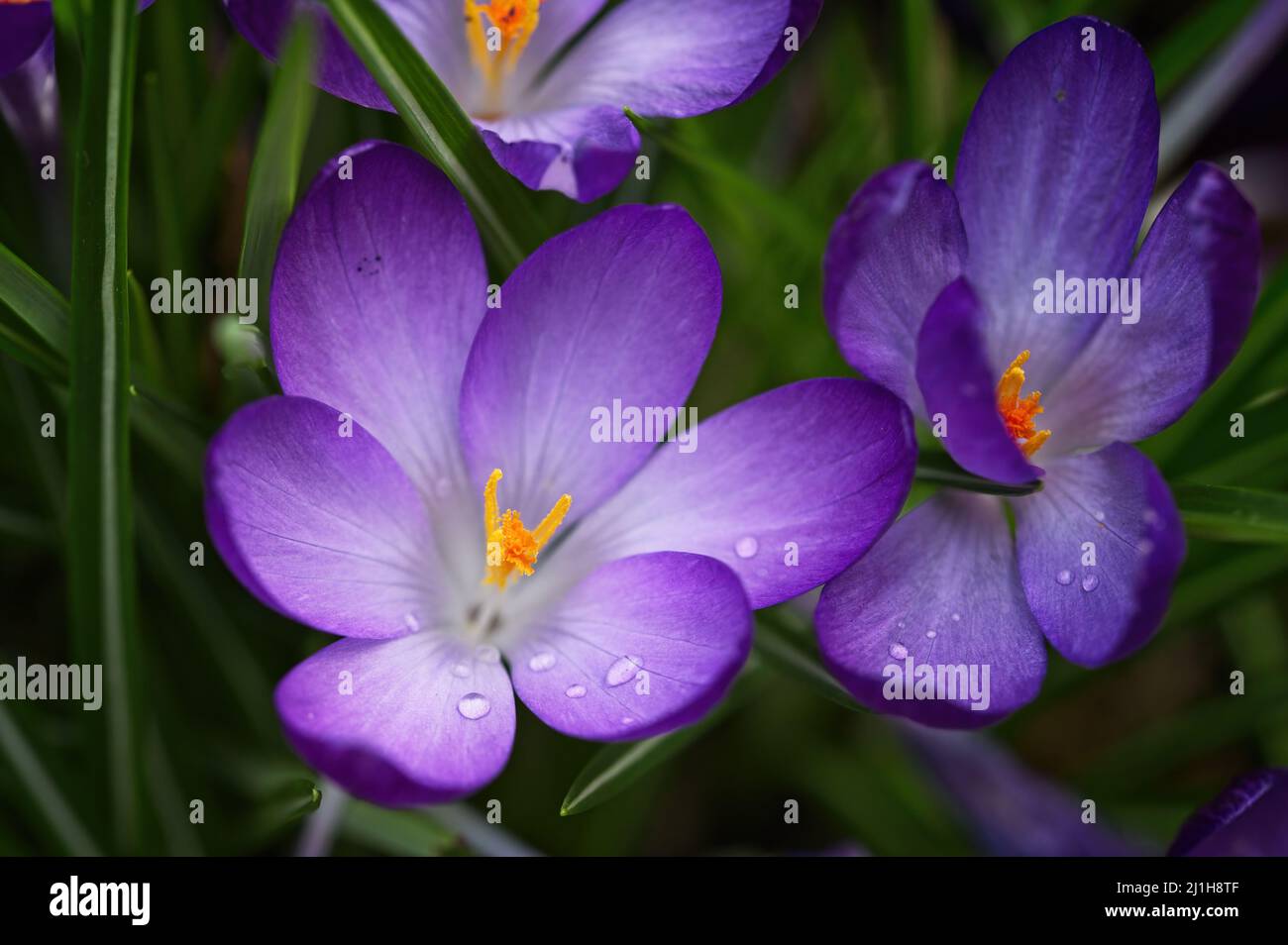 Purple crocus vernus macro from above with water droplets Stock Photo ...