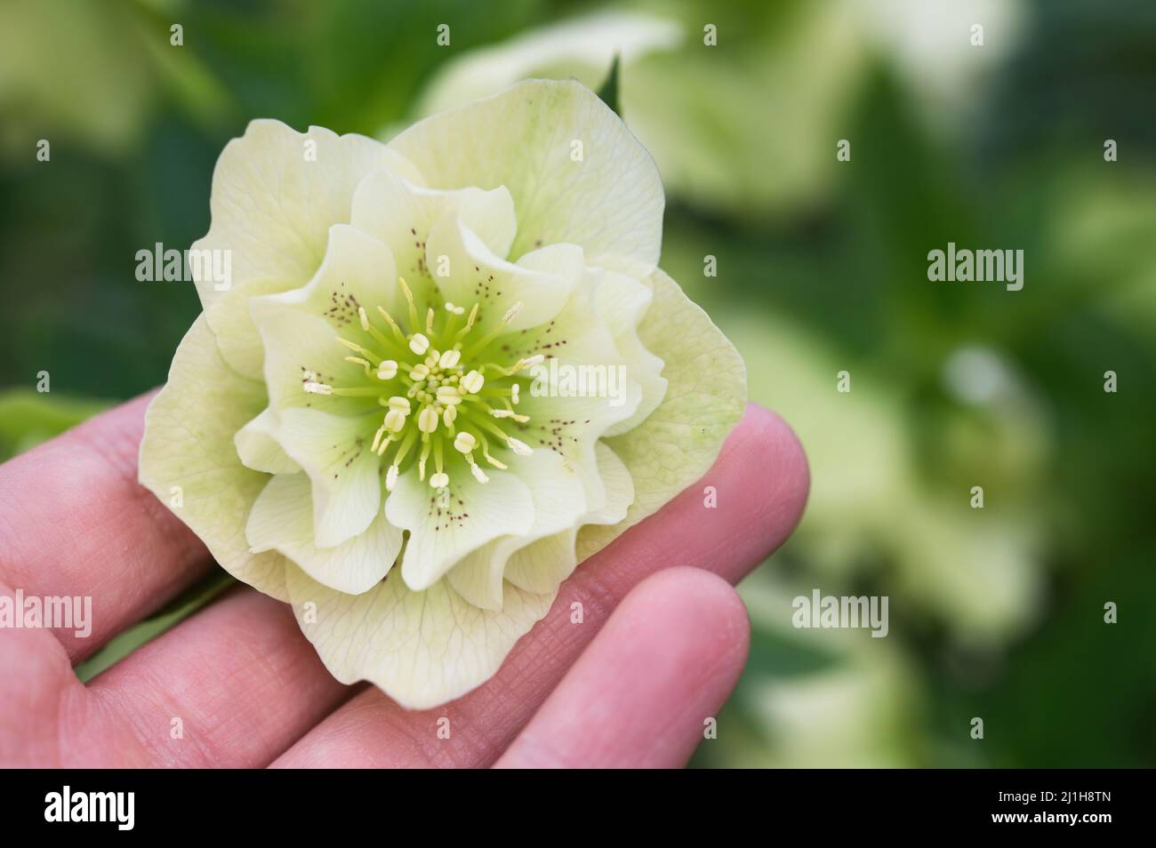 White/cream hellebore (helleborus) plant/flower Stock Photo - Alamy