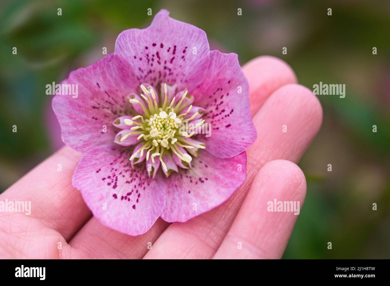 Pink hellebore (helleborus) plant/flower Stock Photo - Alamy