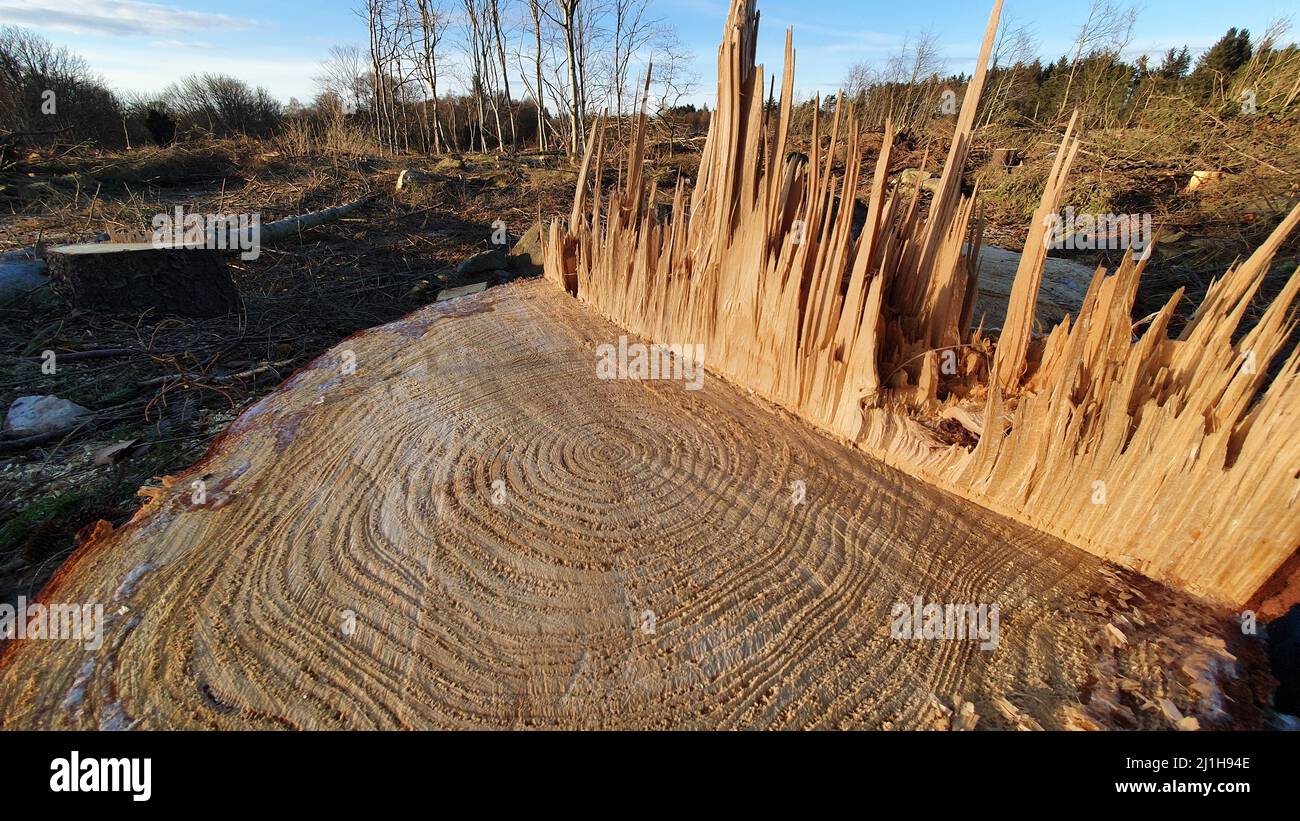 Cut trunk and storm damage Stock Photo - Alamy