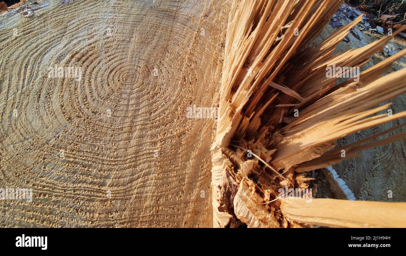 Cut trunk and storm damage Stock Photo - Alamy