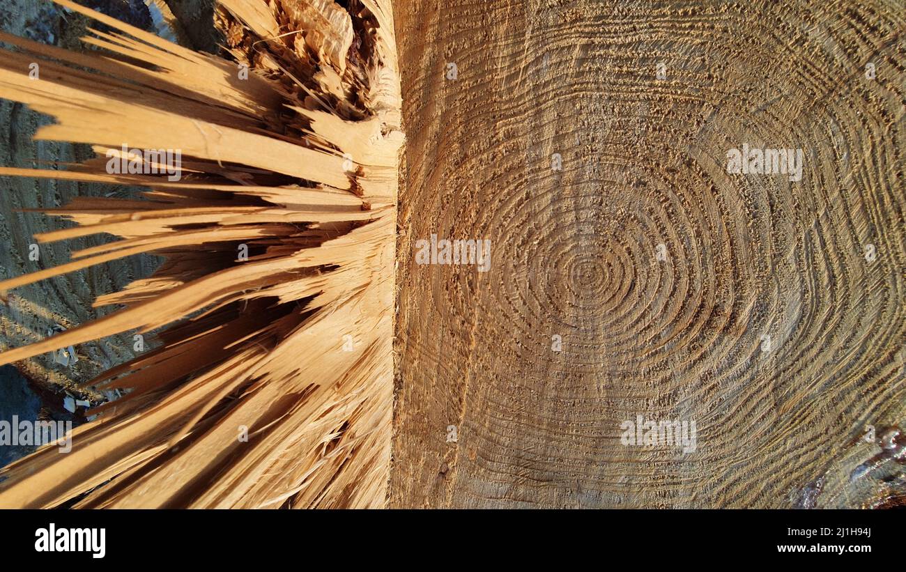 Cut trunk and storm damage Stock Photo - Alamy