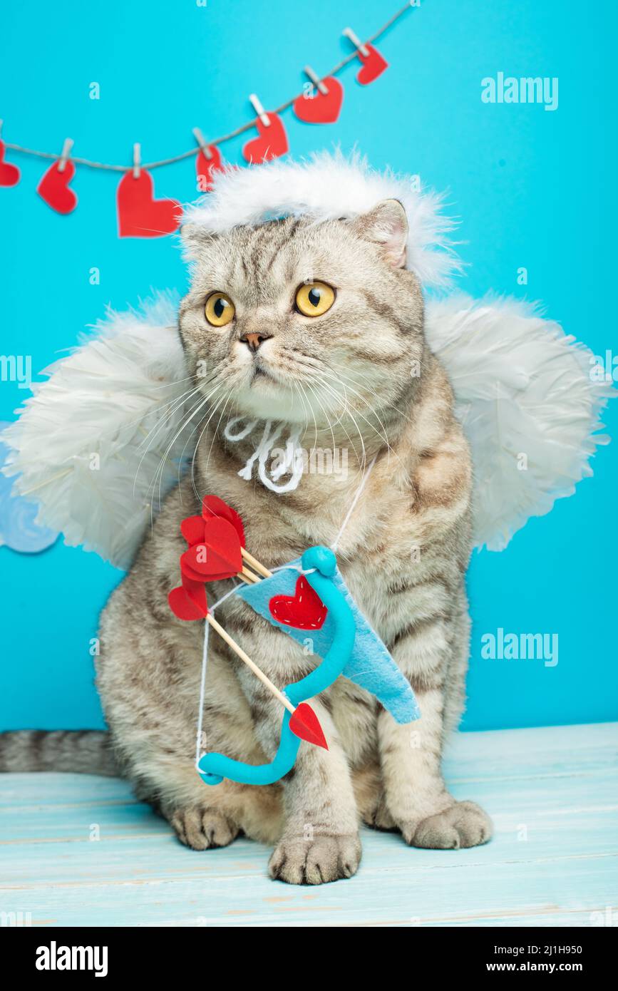 Valentine's Day, gray British cat Cupid, angel, cute pet Stock Photo ...