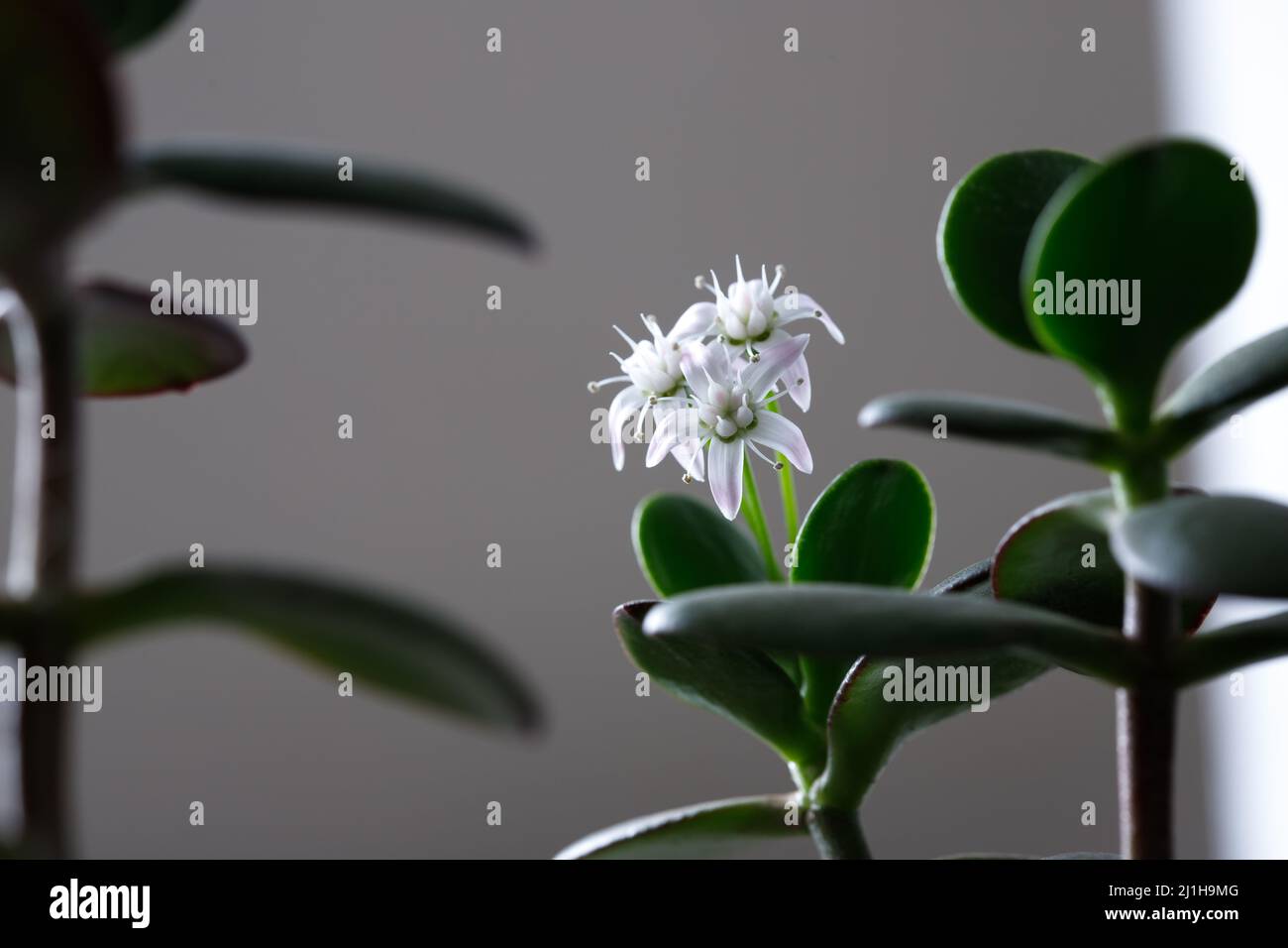 The money tree is blooming. Crassula ovata Bonsai style. Ornamental ...