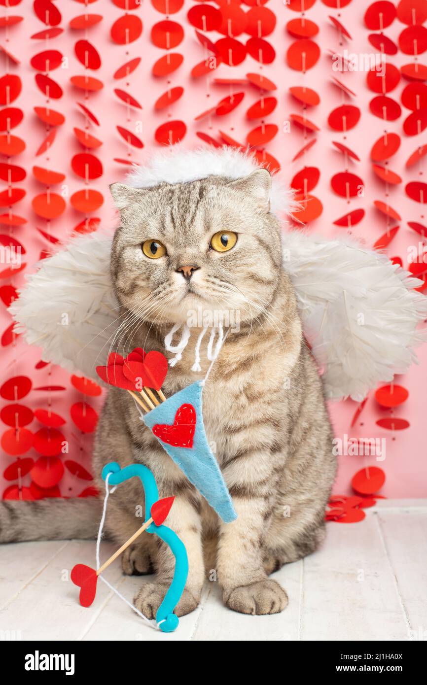 Cute cat Cupid on a pink background, Angel, Valentine's Day Stock Photo ...