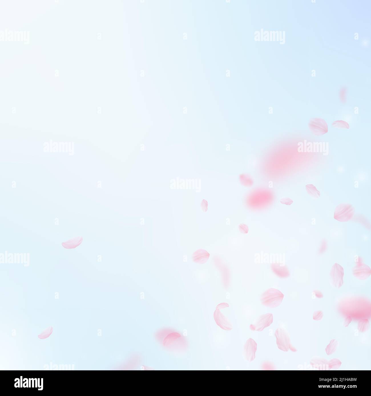 Sakura petals falling down. Romantic pink flowers corner. Flying petals ...