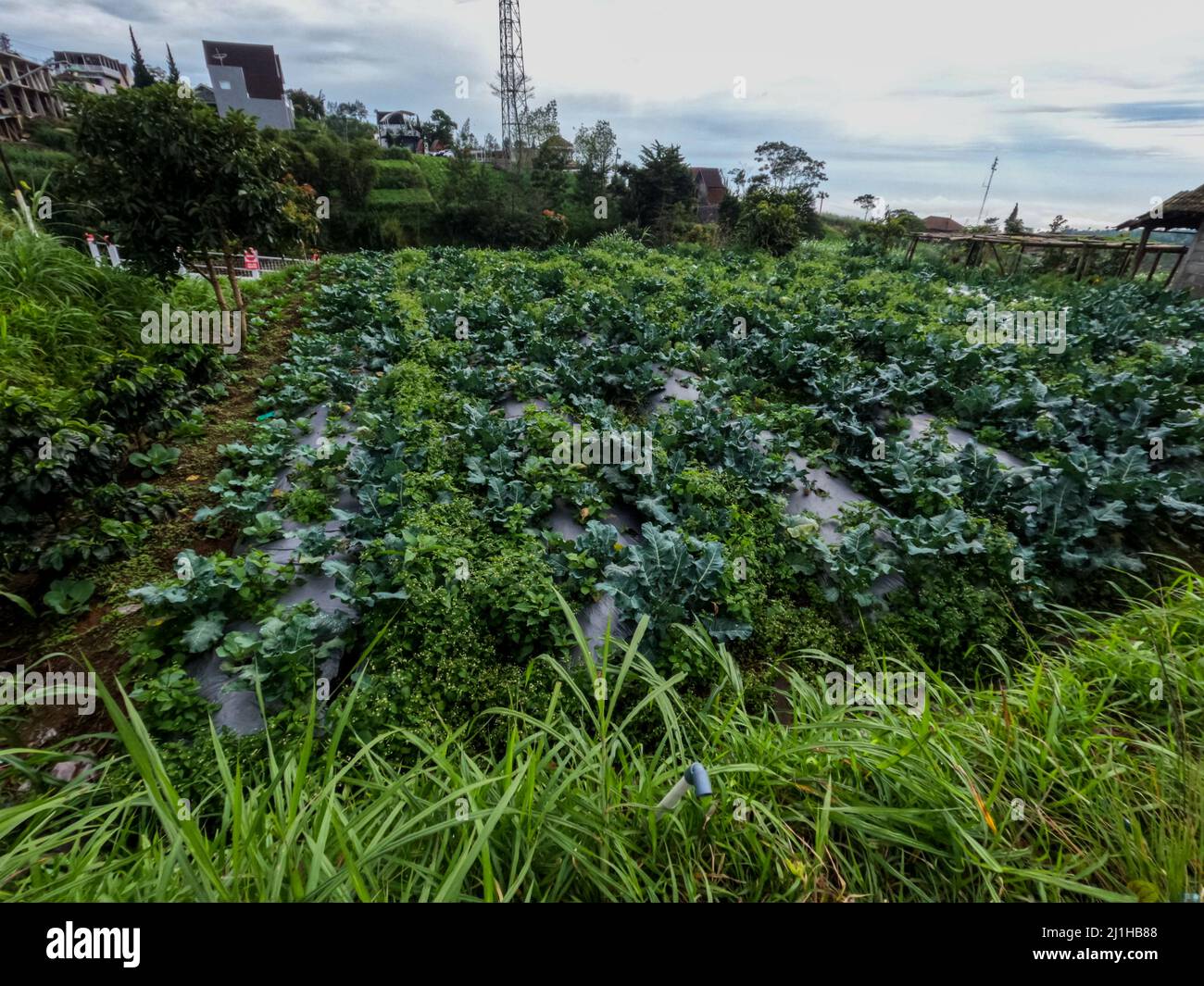 Cabbage cultivation in the highlands produces optimal results, cool air ...