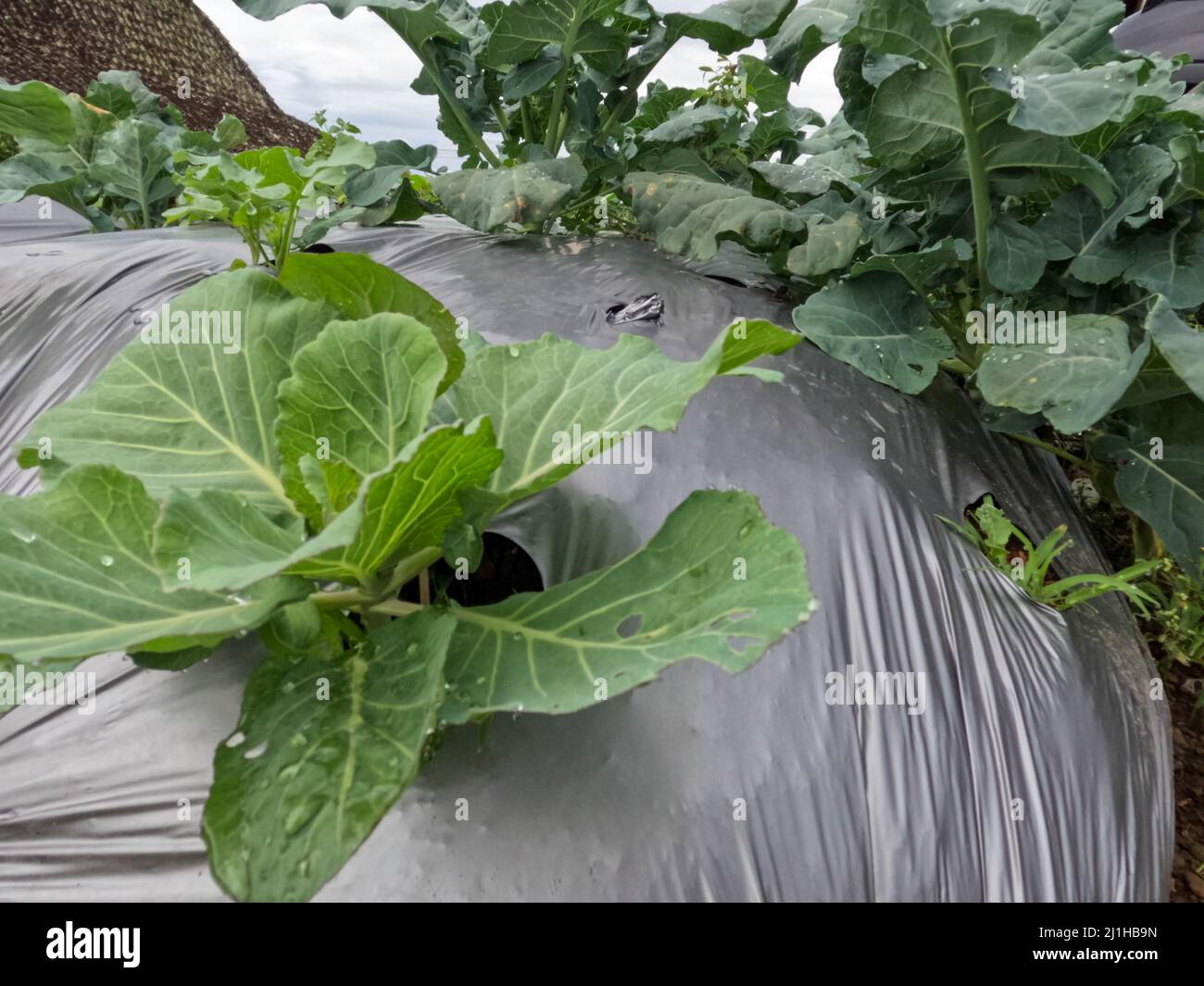 Cabbage cultivation in the highlands produces optimal results, cool air ...