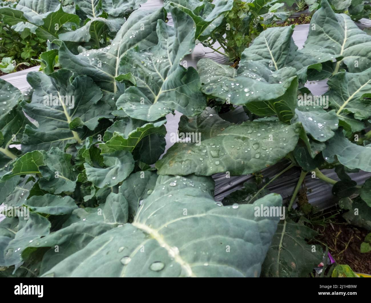 Cabbage cultivation in the highlands produces optimal results, cool air ...