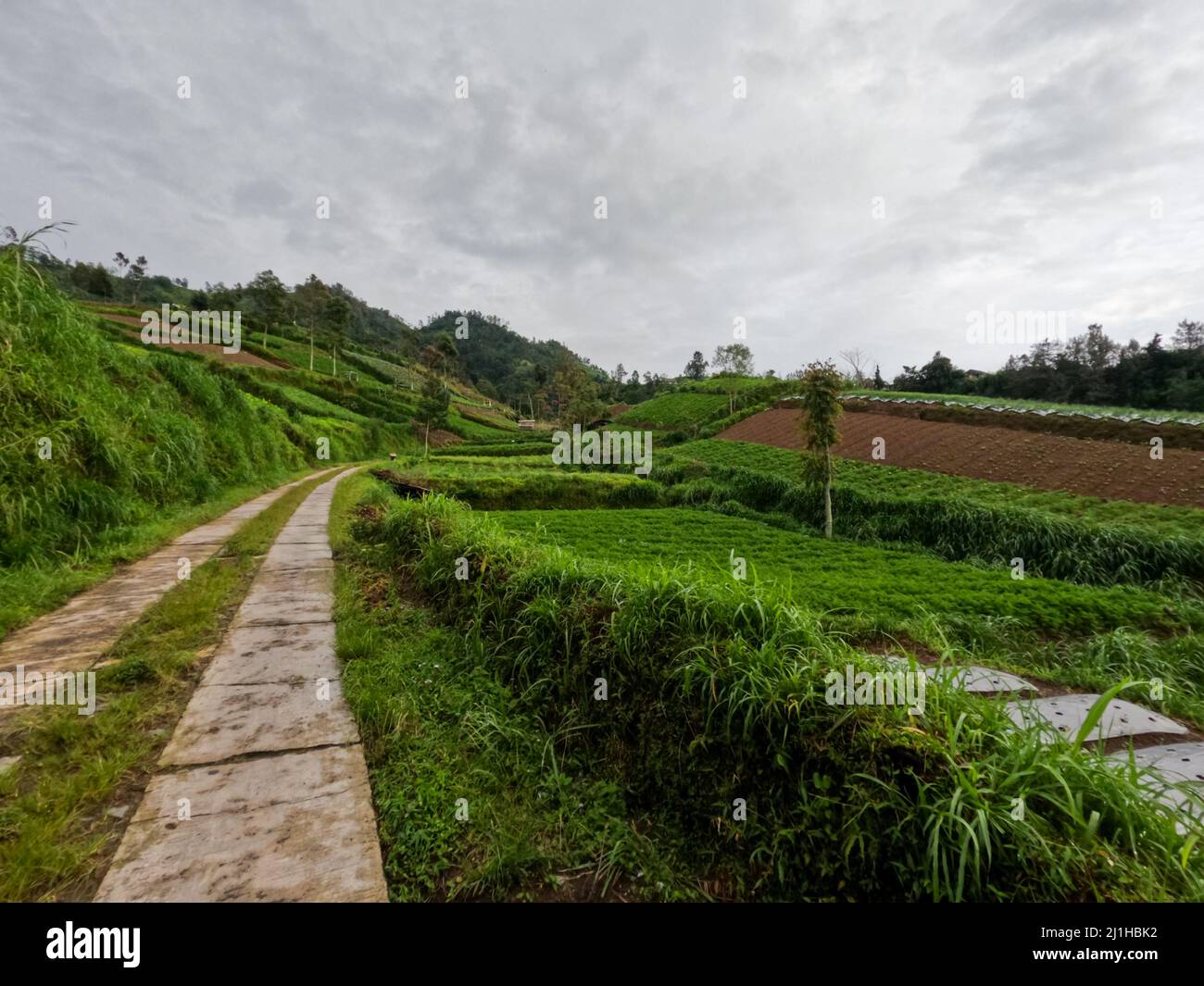 View of a narrow road in the countryside with green surroundings with ...
