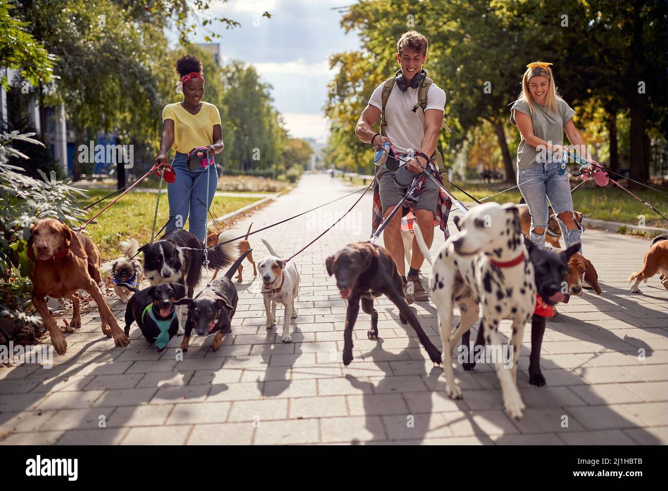 Professional dog walker walking lots of dogs hi-res stock photography ...