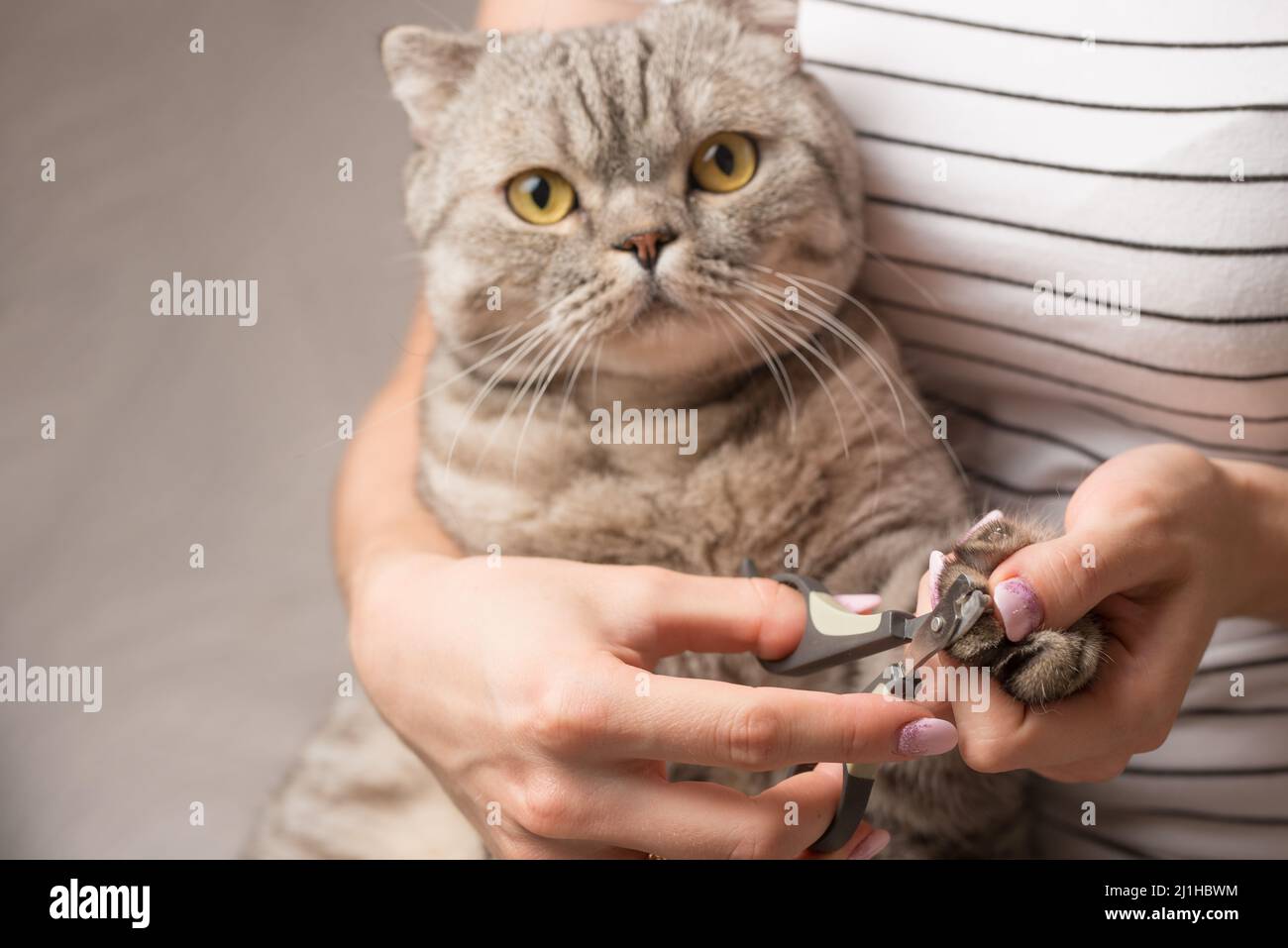 hands scissors claws cat, doctor shearing cat's claws, close-up Stock ...