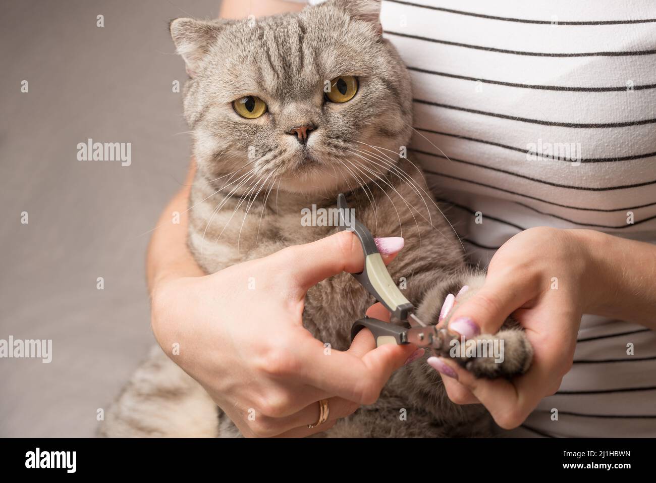 hands scissors claws cat, doctor shearing cat's claws, close-up Stock ...