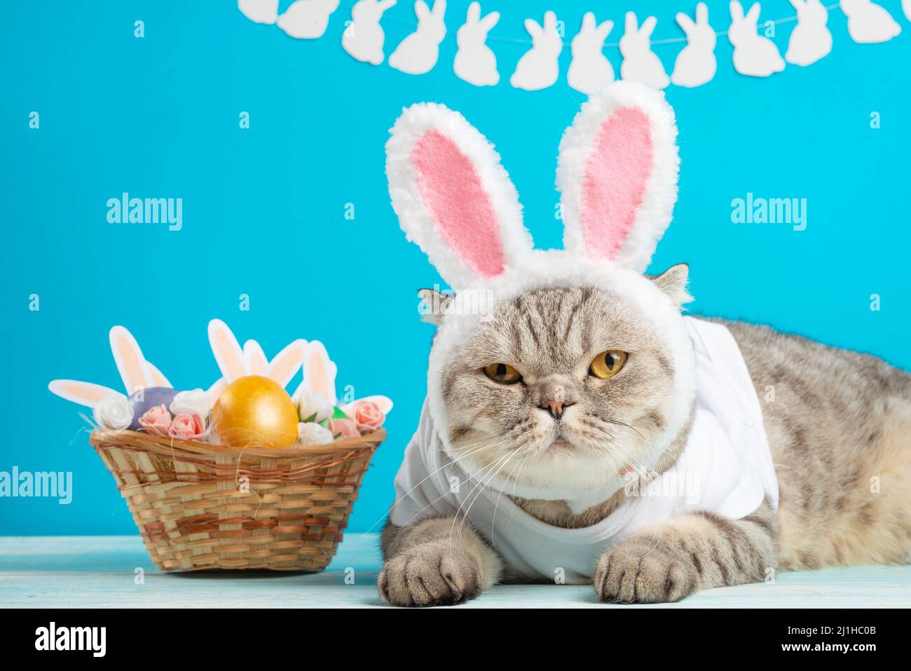 Easter cat hi-res stock photography and images - Alamy