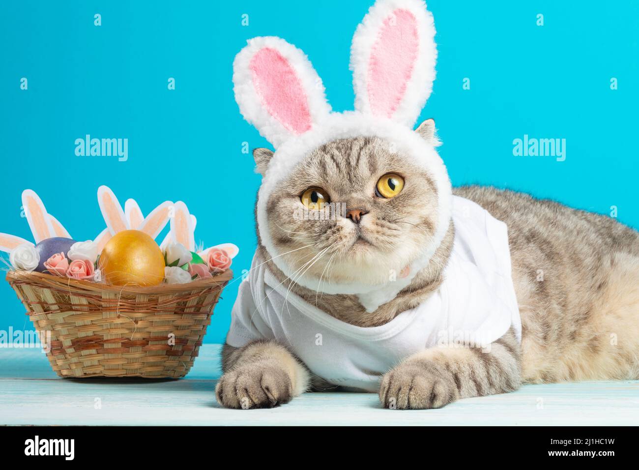 Easter cat with bunny ears with Easter eggs. Cute kitten Stock Photo - Alamy