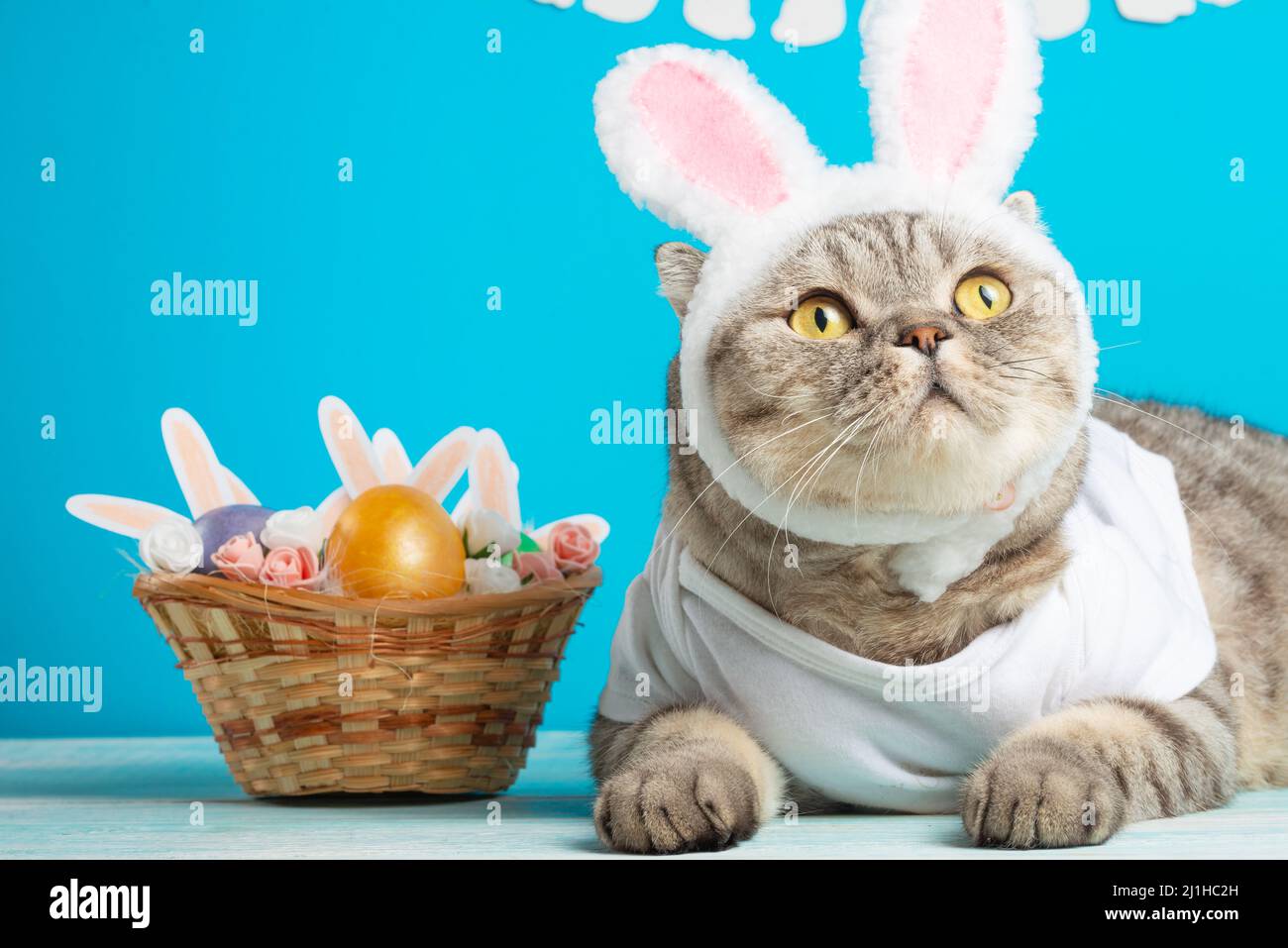 Easter cat with bunny ears with Easter eggs. Cute kitten Stock Photo ...