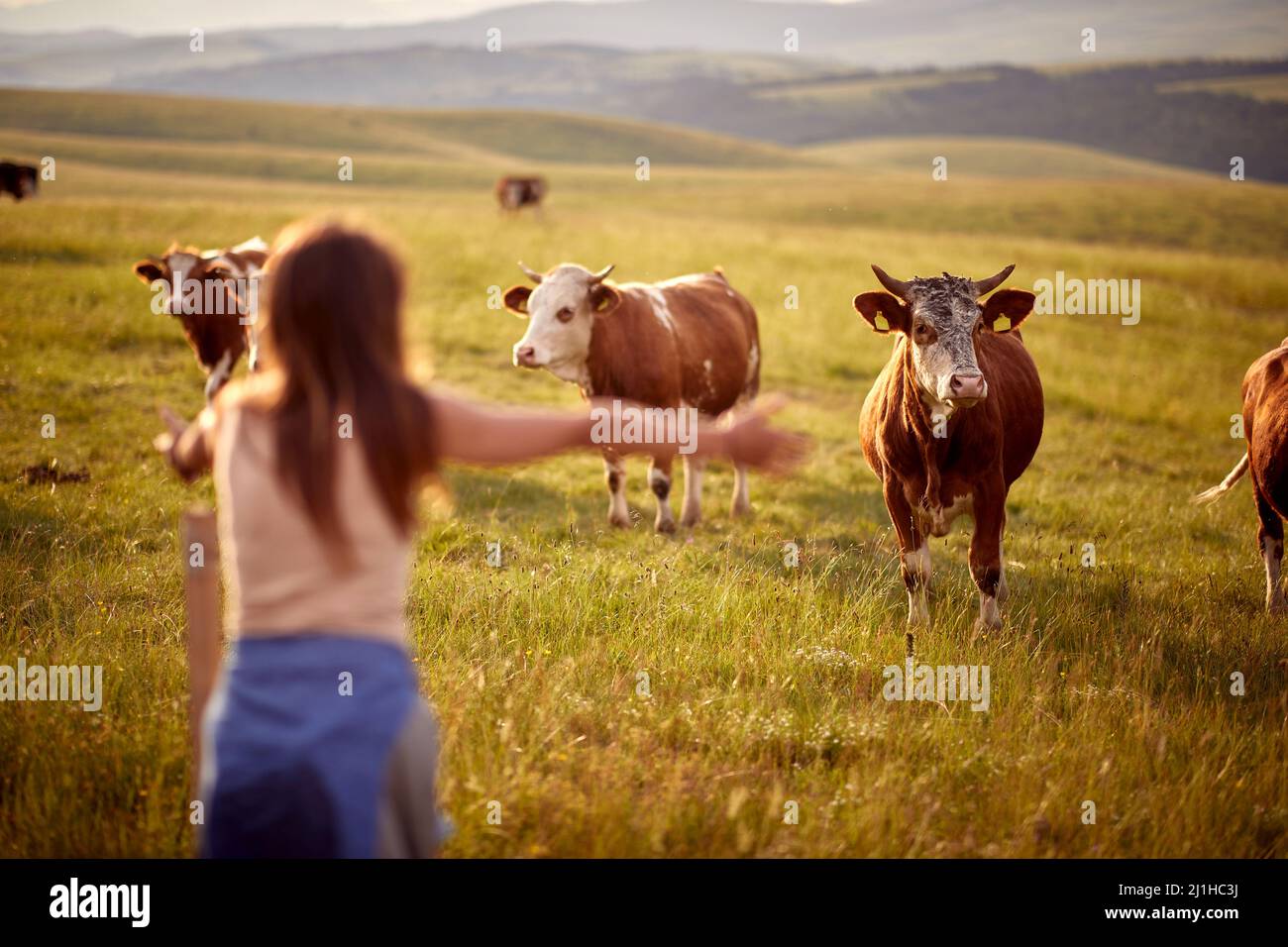 Young woman welcoming cows with open arms. Summertime landscape ...