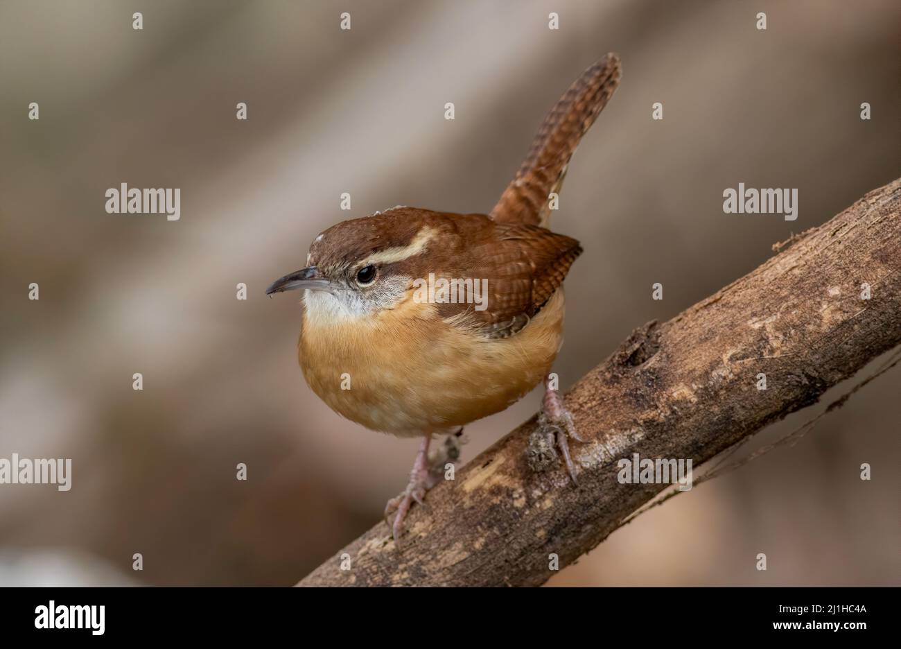 Perched on a tree limb hi-res stock photography and images - Alamy