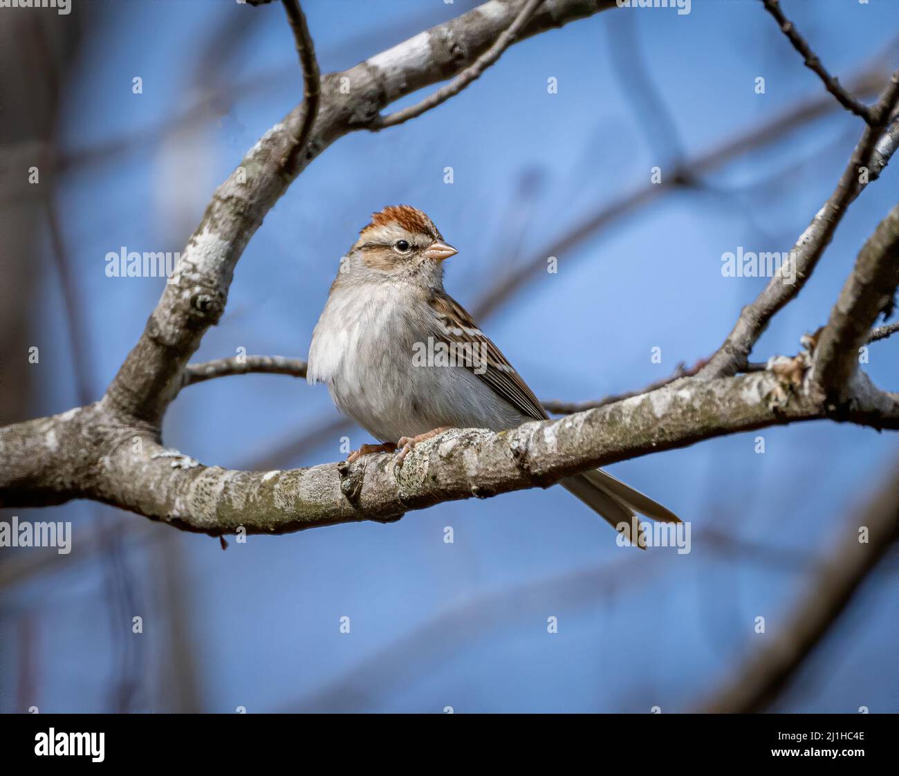 Chipping sparrows hi-res stock photography and images - Alamy