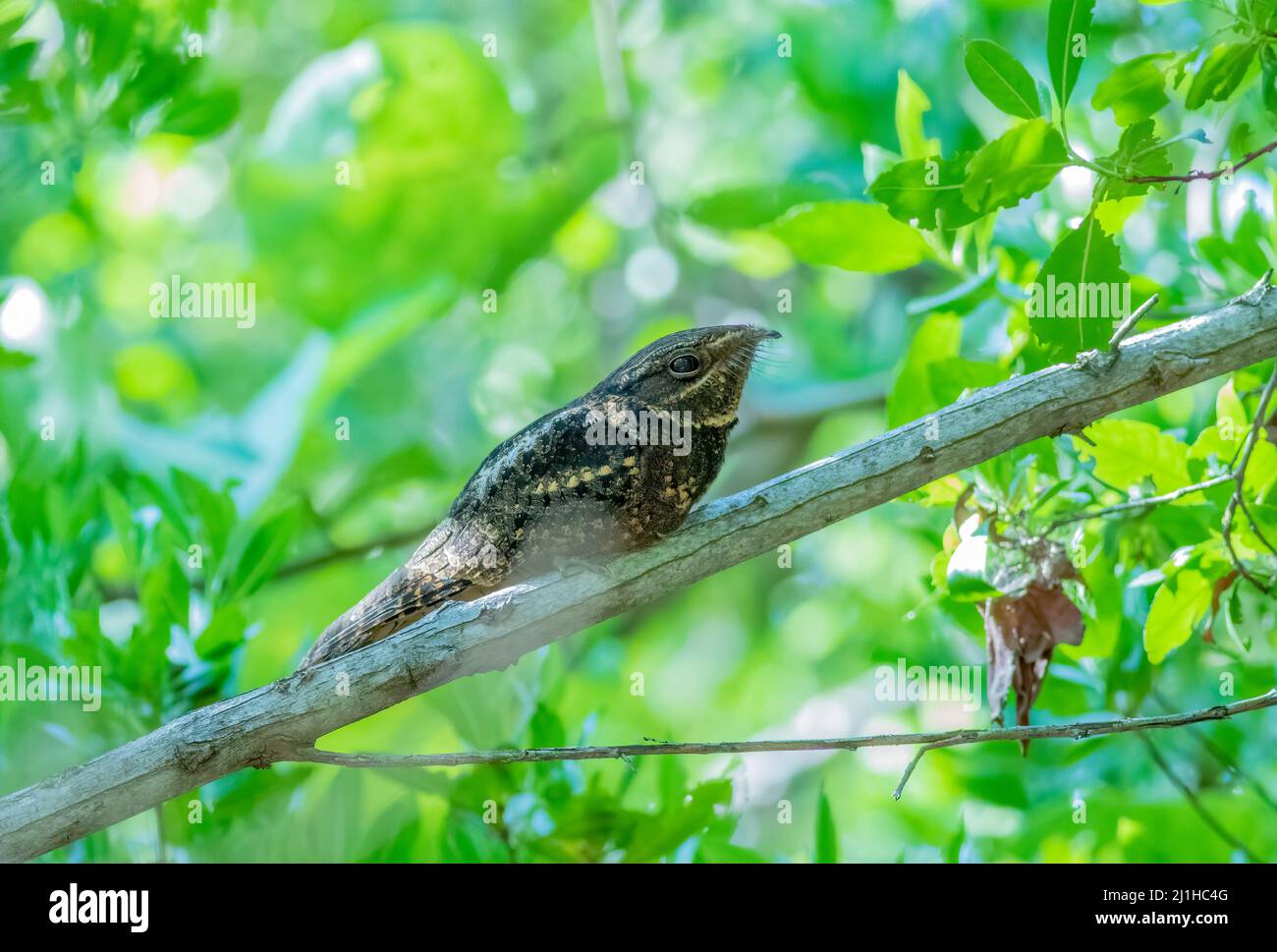 A chuck-wills-widow nightjar bird rests on a branch during the daytime ...