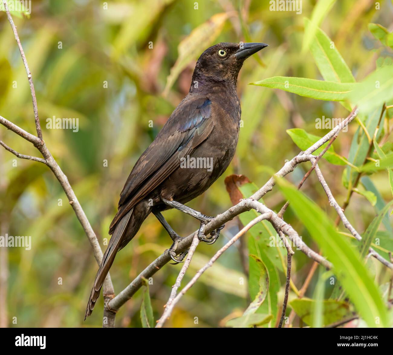 Female common grackle hi-res stock photography and images - Alamy