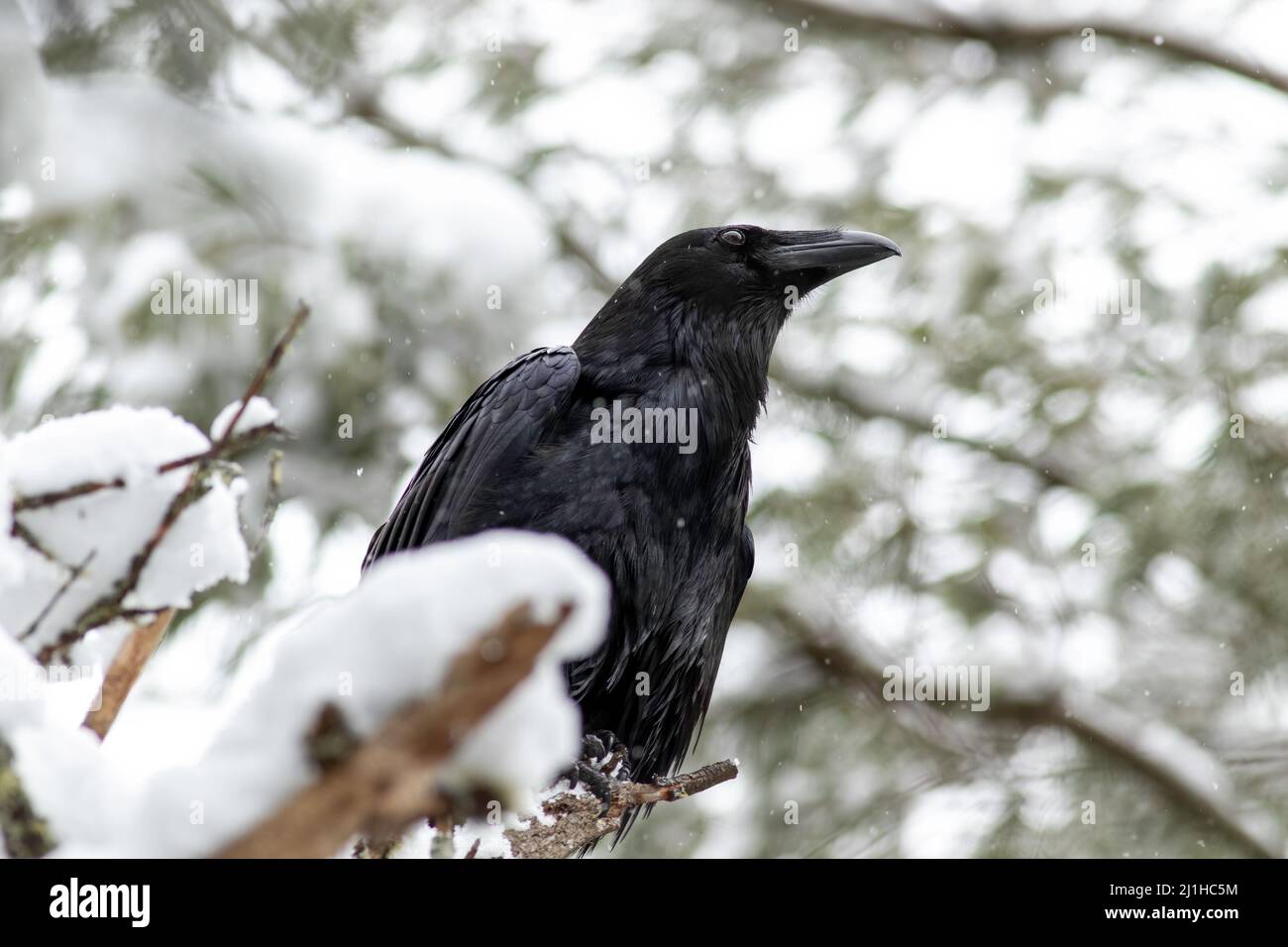 Raven winter food hi-res stock photography and images - Alamy