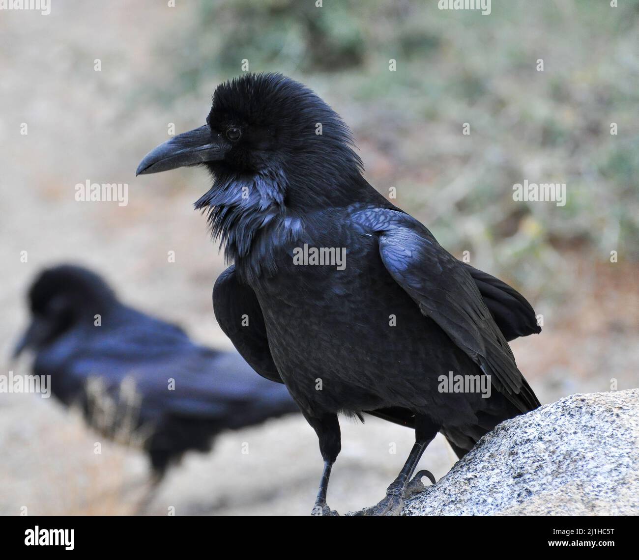 A common raven Stock Photo - Alamy