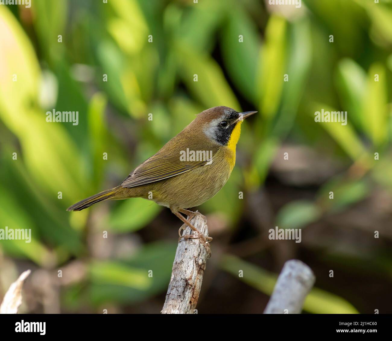 Dead tree limb hi-res stock photography and images - Alamy