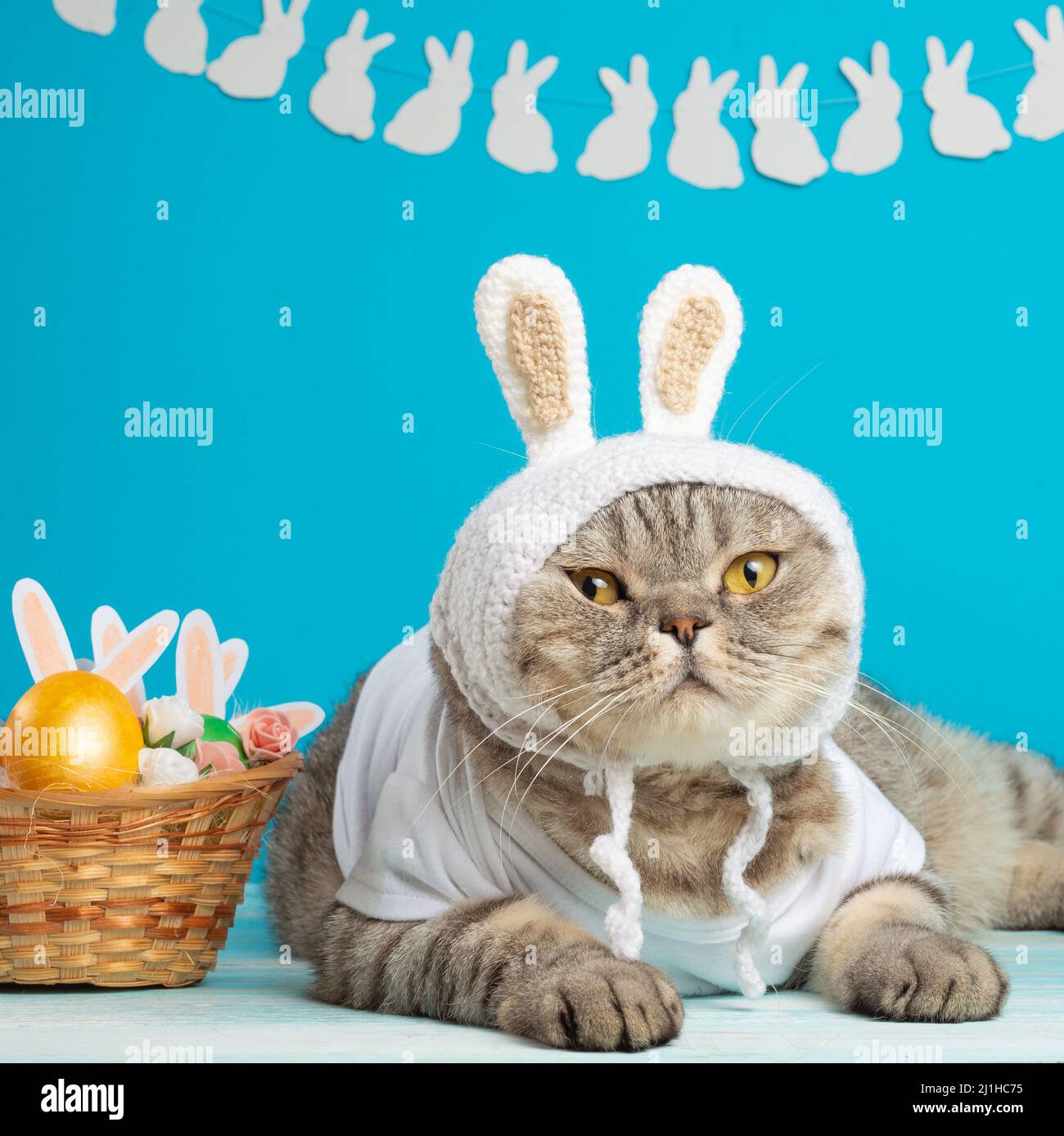 Easter cat with bunny ears with Easter eggs. Cute kitten Stock Photo ...