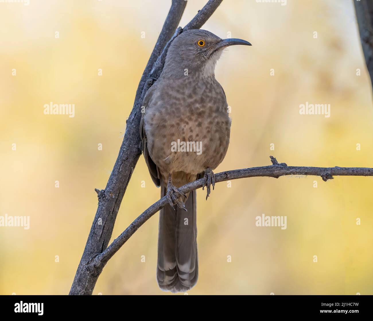 A curve-billed thrasher bird in the Arizona desert Stock Photo - Alamy