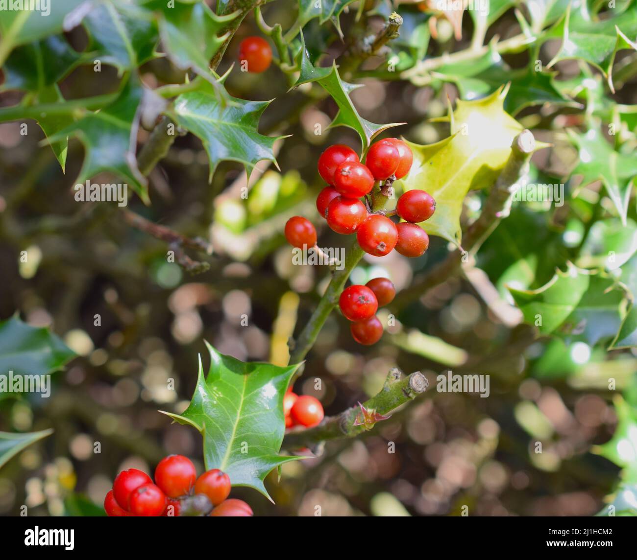 Holly tree with red berries in sunlit forest Stock Photo - Alamy